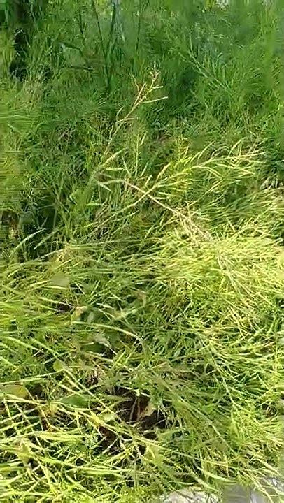 유채씨앗제주도~ 꽃이 지고 씨앗이 여물고 있네요 Youtube