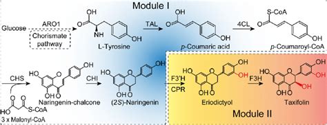 Modular Strategy To Optimize Naringenin Eriodictyol And Taxifolin