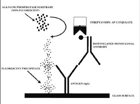 Figure From High Throughput Microarray Based Enzyme Linked Immunosorbent Assay ELISA