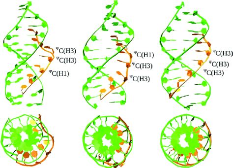 Classical Md Simulations Of Triplexes Tt Ψ C Ψ C Ψ Ctt Tautomer Download Scientific Diagram