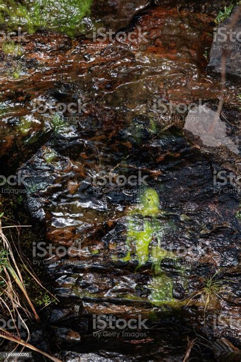 부분적으로 녹조류와 이끼로 덮인 젖은 갈색과 검은색 암석 표면의 매크로 보기가 있는 수직 프레임 0명에 대한 스톡 사진 및 기타 이미지 Istock