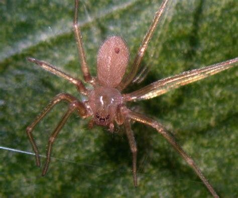 العناكب منصة طبيعة ليبيا