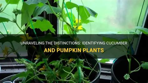 Unraveling The Distinctions Identifying Cucumber And Pumpkin Plants Shuncy