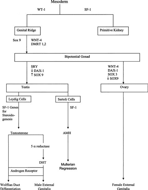 Intersex Genitalia Diagram