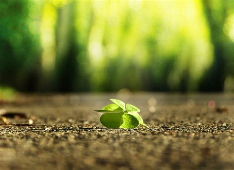 Optimism Bias Unrealistic Optimism And The Illusion Of Invulnerability Iibp