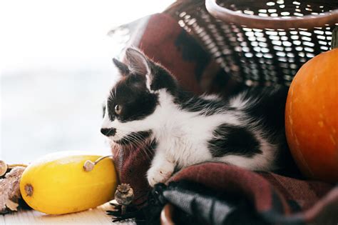 즐거운 추수 감사절과 할로윈 귀여운 키티 호박과 호박 나무 배경에 빛을 바구니에 앉아 수확과 안녕하세요가을 개념 텍스트를 위한 공간 10월에 대한 스톡 사진 및 기타 이미지