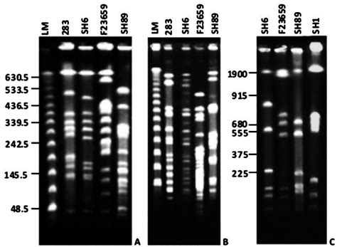 a pfge profiles of noti digested chromosomal dnas of different