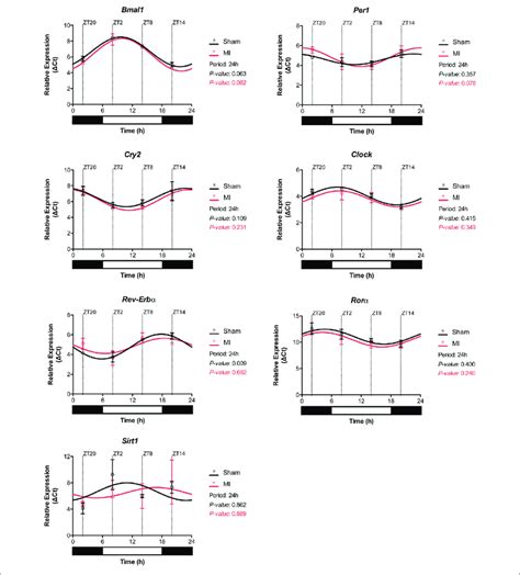 Circadian Clock Gene Expression Profile In The Heart Expression Of