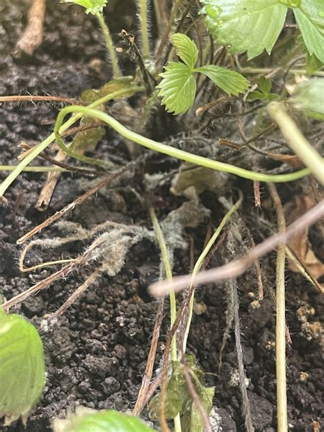 Help Save My Strawberry Plant Post Whiteflies Rgardening