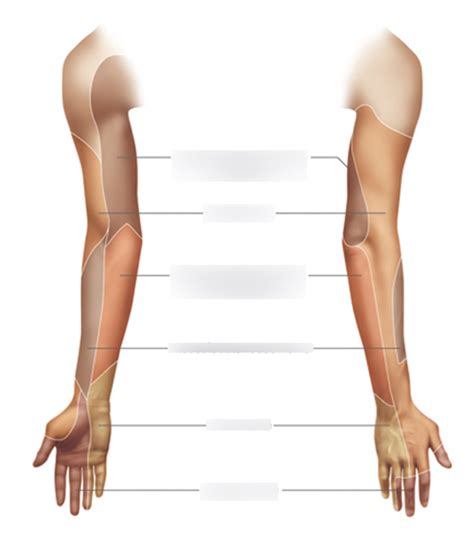 Ot544 Lab Peripheral Nerve Innervation Diagram Quizlet