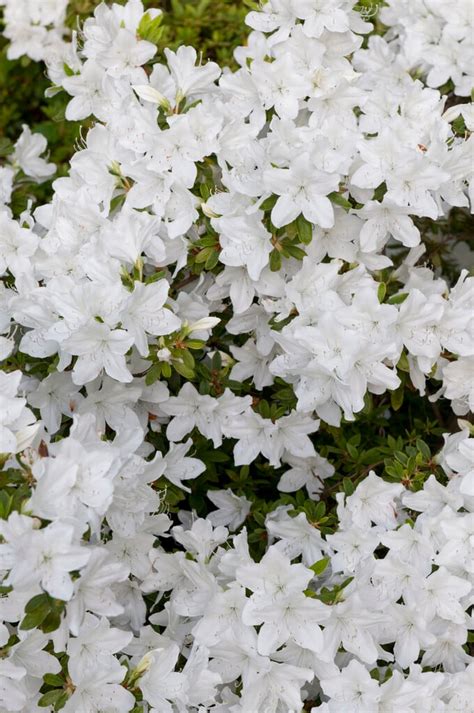 Rhododendron × Mucronatum Ea Korean Rhododendron Shrubsrhs