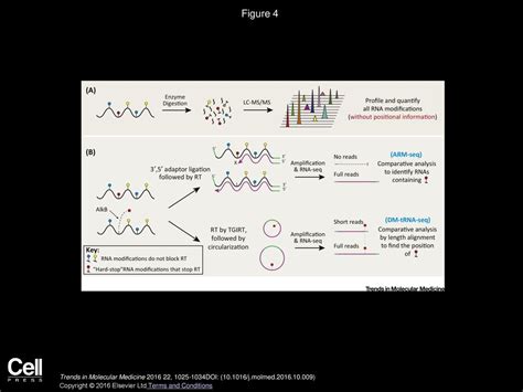 Small Rna Modifications Integral To Function And Disease Ppt Download