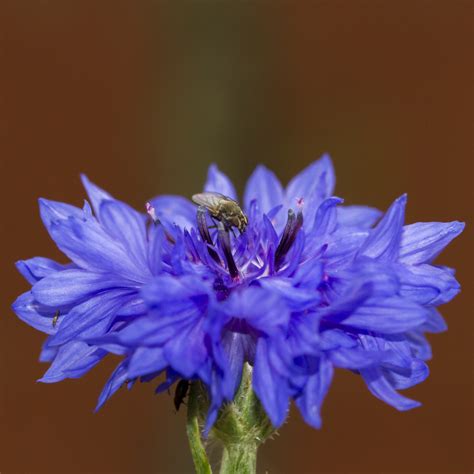 무료 이미지 꽃잎 파리 목초 생기게 하다 푸른 정원 플로라 야생화 닫다 수레 국화 옥외 영국 캐논 7d Dof 두 사람 닉크 발렌틴 피터