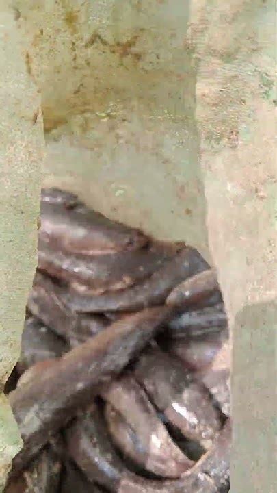 ត្រីស្ រែធ្វើម្ហូបអ្វី ក៏ឆ្ងាញ់ដែ Shorts Youtube