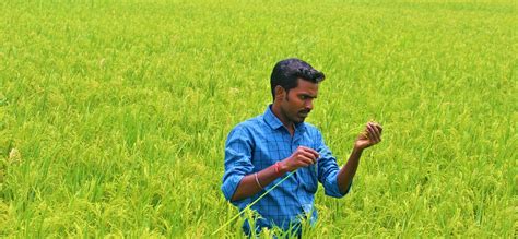 Department Of Seed Certification And Organic Certification Department Of Seed Certification And Organic Certification