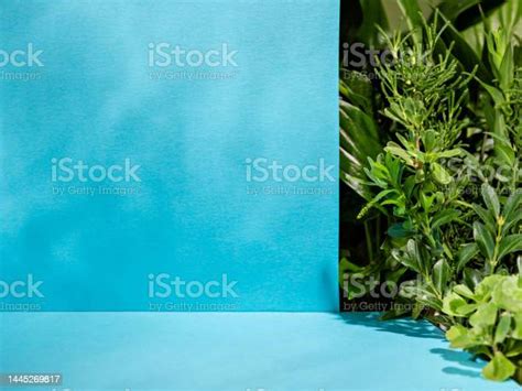 복사 공간이있는 미니멀리스트 식물 배경 신제품 광고 판촉 판매 포장 프리젠 테이션 화장품 또는 상품을위한 단계 정면보기 빛과 그림자가있는 템플릿 무대에 대한 스톡 사진 및