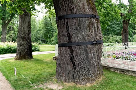 Tree Cabling Service Runaway Bay TX Arborist USA