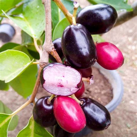Java Plum Wine
