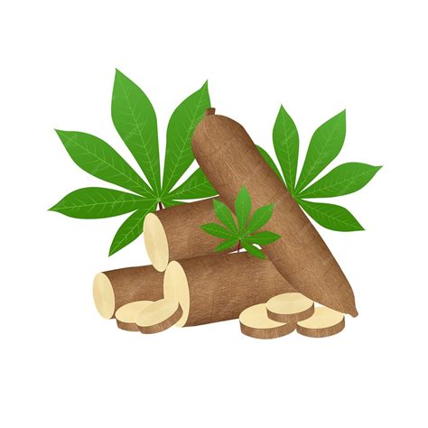 Premium Vector Cassava Tree Plant We Love Tapioca Manioc Cassava Roots Underground Plants