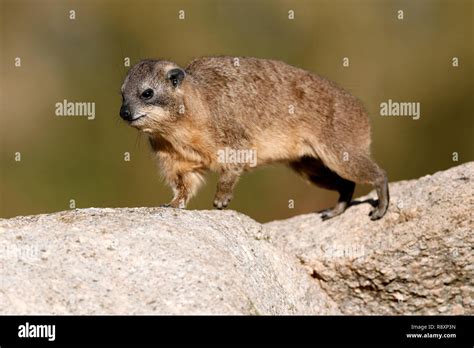 Rock Badger Procavia Capensis Stand On Rock Captive Germany Stock