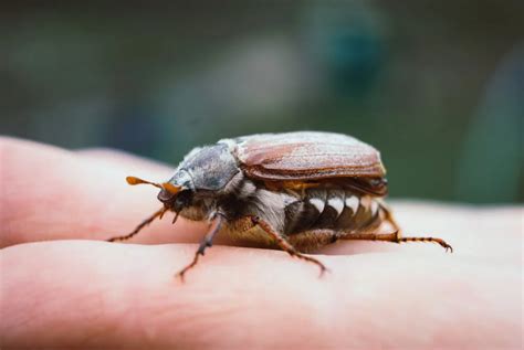 How To Get Rid Of June Bugs Growcycle