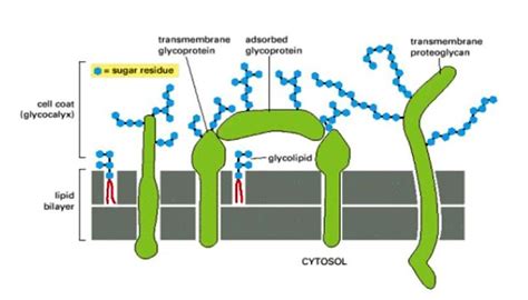 Plasmolysis Definition Stages Functions Examples Biology Notes Online