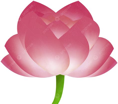 로터스 손으로 그린 만화 연꽃 화훼식물 분홍 Png 일러스트 및 Psd 이미지 무료 다운로드 Pngtree