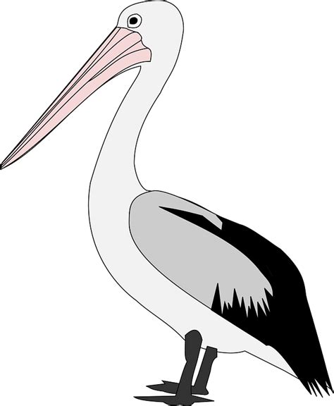 Free Free Pelican Clip Art Download Free Free Pelican Clip Art Png Images Free Cliparts On