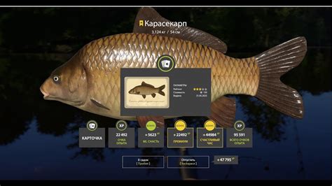 ПРОВЕРЯЕМ СУПЕР ФАРМ НА МЕДНОМ В РУССКОЙ РЫБАЛКЕ 4 СТРИМ Youtube