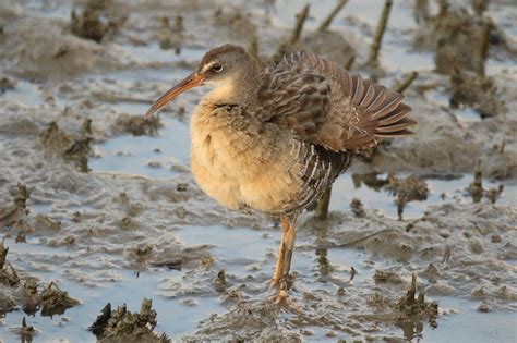 Clapper Rail Media Literacy Clearinghouse