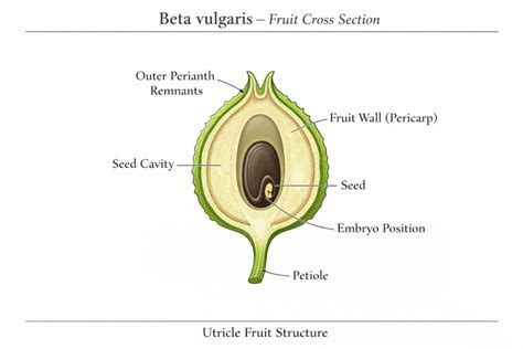 Beetroot Beta Vulgaris Identification Habitat And Botanical Reference