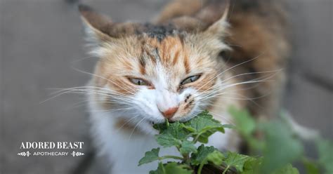 The Benefits Of Catnip Plus A Healthy Cat Treat Recipe