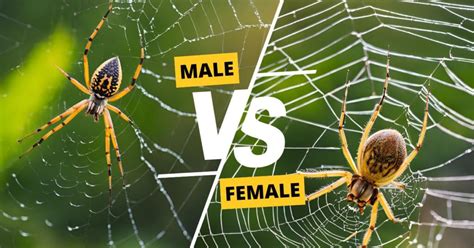 Joro Spider Male Vs Female What Are Differences