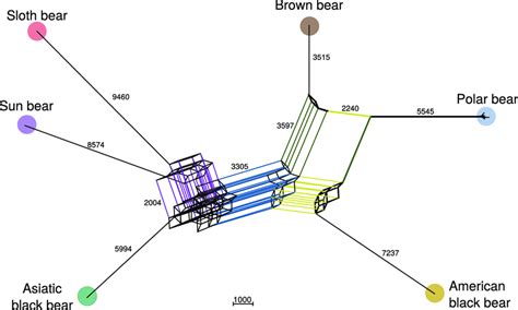 Median Network From 132 093 Sine Insertions Parallel Edges Indicate