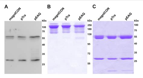 Figure 1 From Comparative Analysis Of Plant Transient Expression
