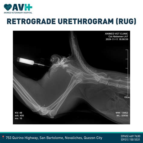 Animed Retrograde Urethrogram Rug At Animed Veterinary Hospital 🐱
