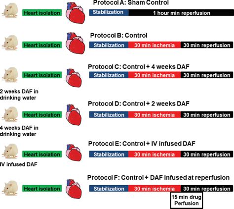 Schematic Representation Showing The Experimental Protocols Used In The