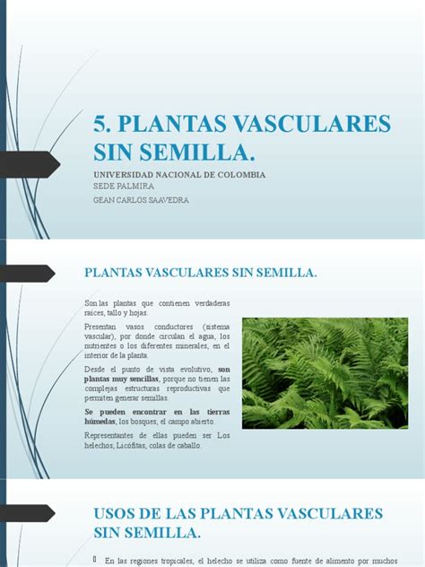 Plantas Vasculares Sin Semilla Pdf
