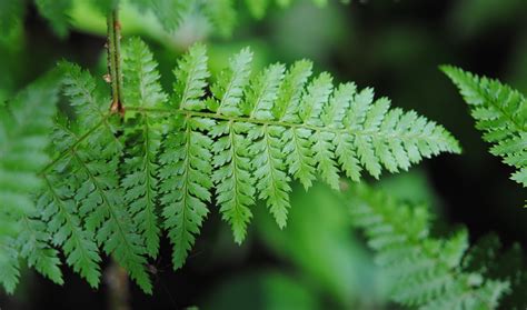 Dryopteris Intermedia Ferns And Lycophytes Of The World
