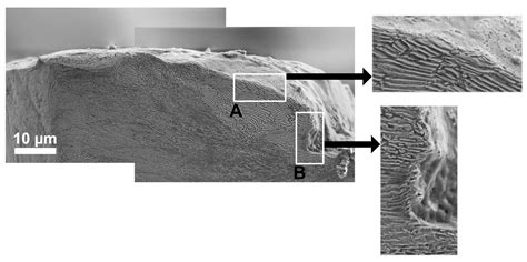 Fatigue Crack Propagation On Uniaxial Loading Of Biaxially Predeformed Pearlitic Rail Steel