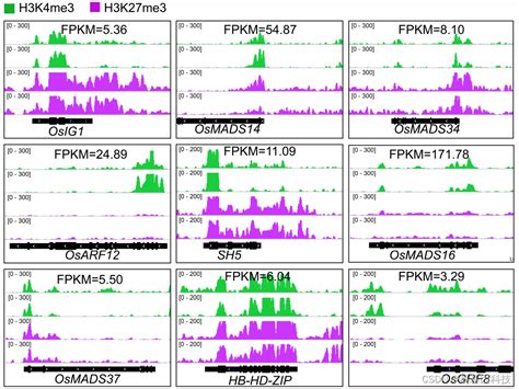 易基因｜pbj文章：微量chip Seq揭示水稻减数分裂细胞的组蛋白修饰基因转录调控 Csdn博客