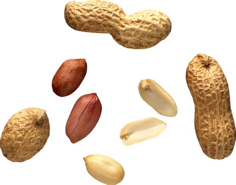 Peanut PNG