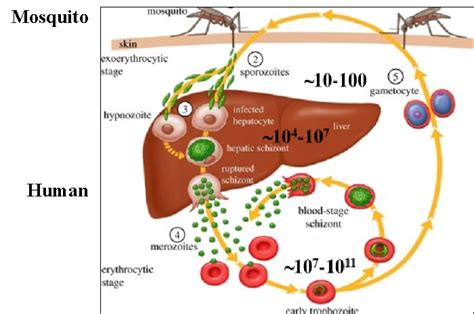 Rutgers New Jersey Medical Babe