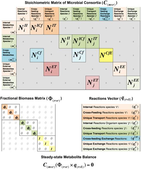 General Structure Of The Stoichiometric Matrix Of A Microbial