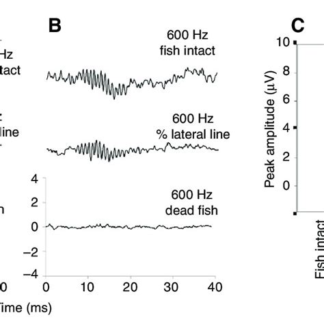 Auditory Evoked Potential Aep Waveforms And Peak Amplitude