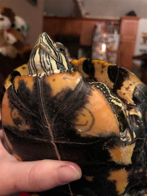 Red Eared Slider Shedding