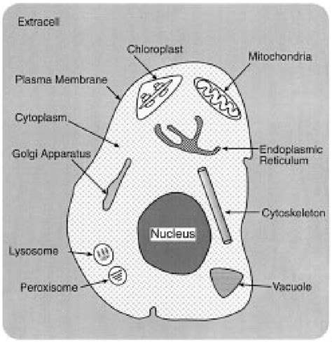Figure 1 From Protein Subcellular Location Prediction Semantic Scholar