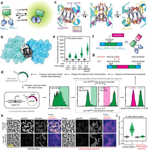 Design And Isolation Of C Di Gmp Biosensor Cdgreen A Schematic Of