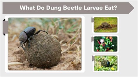 Dung Beetle Larva Diet Habitat And Life Cycle