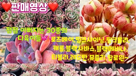 10월 7일💞판매영상💞하루 하루 이뻐지는 아이들😘 역시 다육의 계절 시작👏👏👏스위트다육다육식물키우기다육다육이다육판매